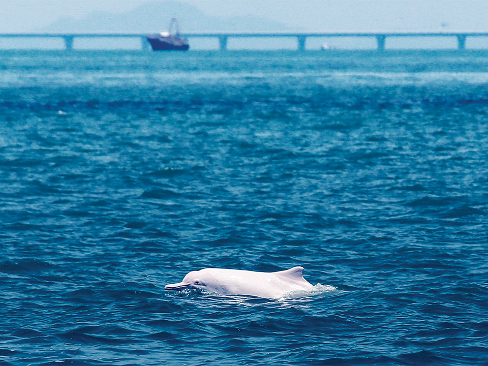 Tai O: a journey back in time on Lantau Island | Hong Kong Tourism Board