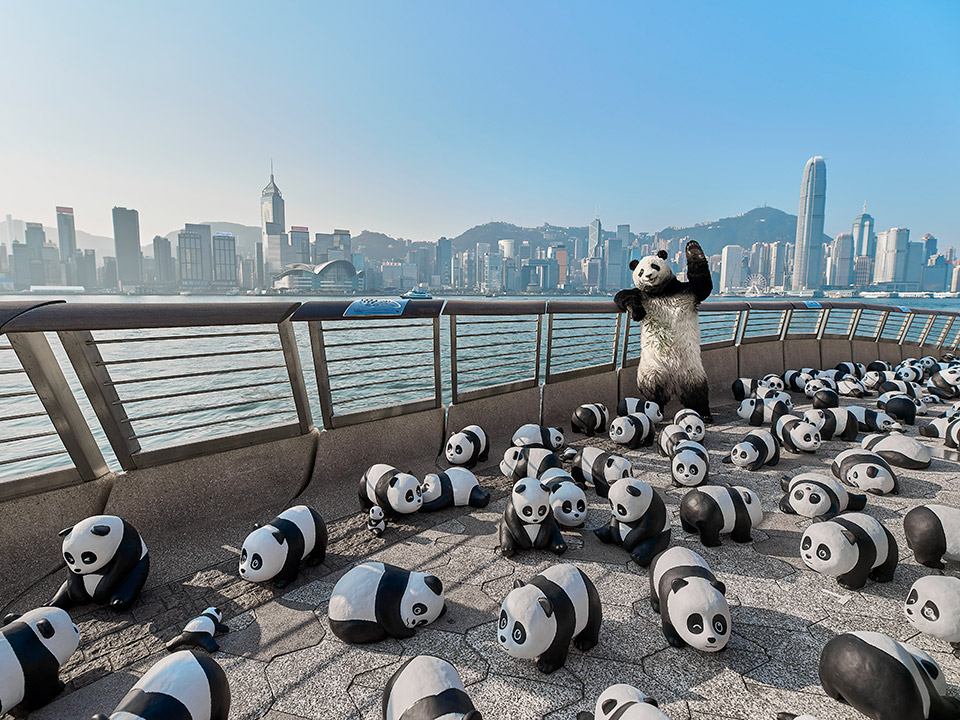 Panda extravaganza: Meet new pandas from 8 December! | Hong Kong ...