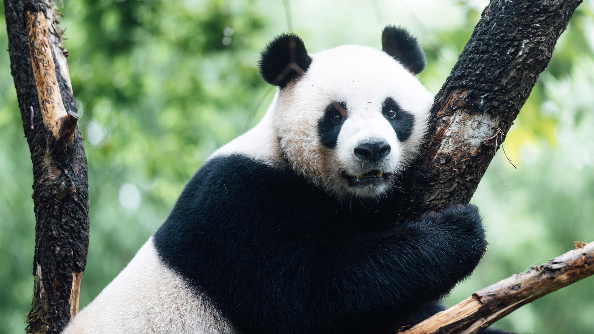 Panda extravaganza: Adorable new friends in Hong Kong! | Hong Kong ...