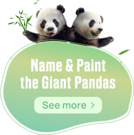 Panda extravaganza: Adorable new friends in Hong Kong! | Hong Kong ...