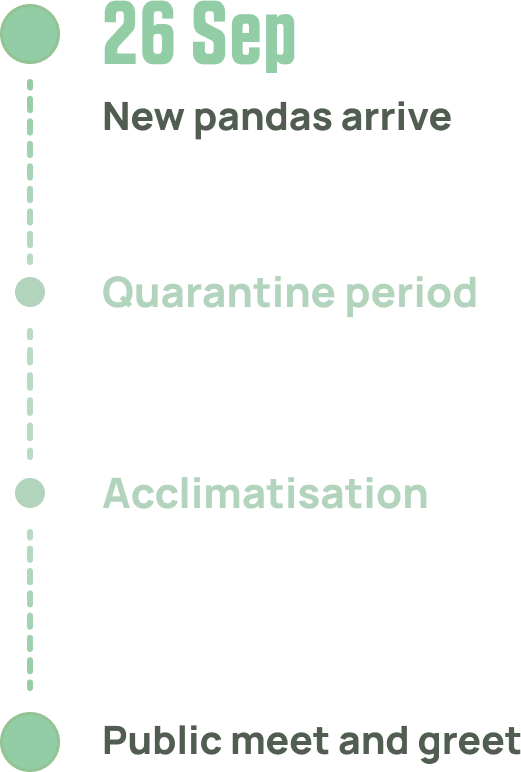 Panda extravaganza: Adorable new friends in Hong Kong! | Hong Kong ...