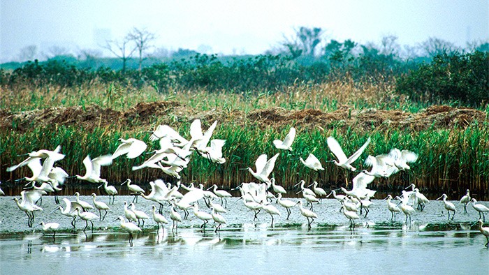 Mai Po Nature Reserve | Hong Kong Tourism Board